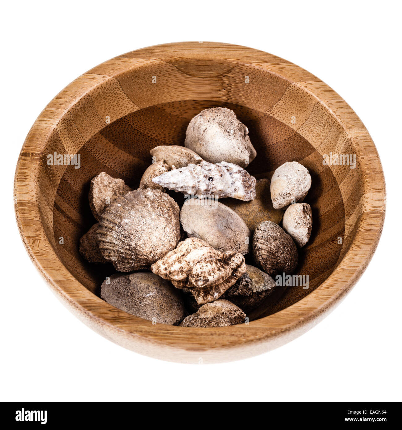 Fossilized seashells hi-res stock photography and images - Alamy