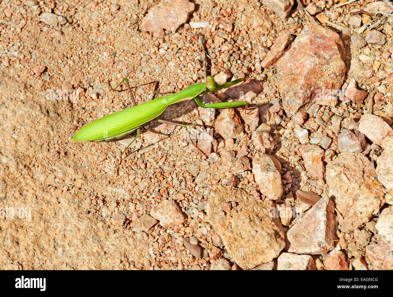 Ground mantis hi-res stock photography and images - Alamy