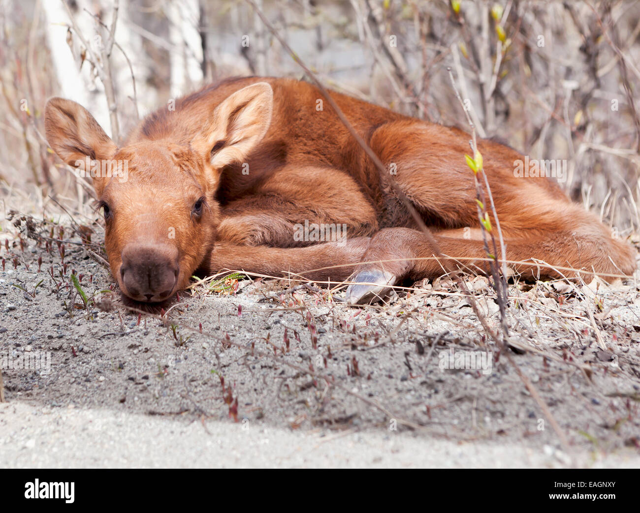 Moose lying down hi-res stock photography and images - Alamy