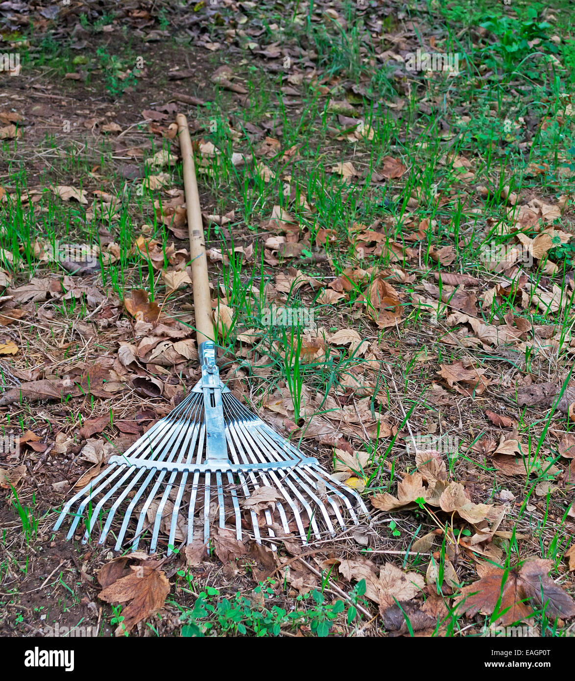 metal rake and yellow leaves on the ground Stock Photo - Alamy