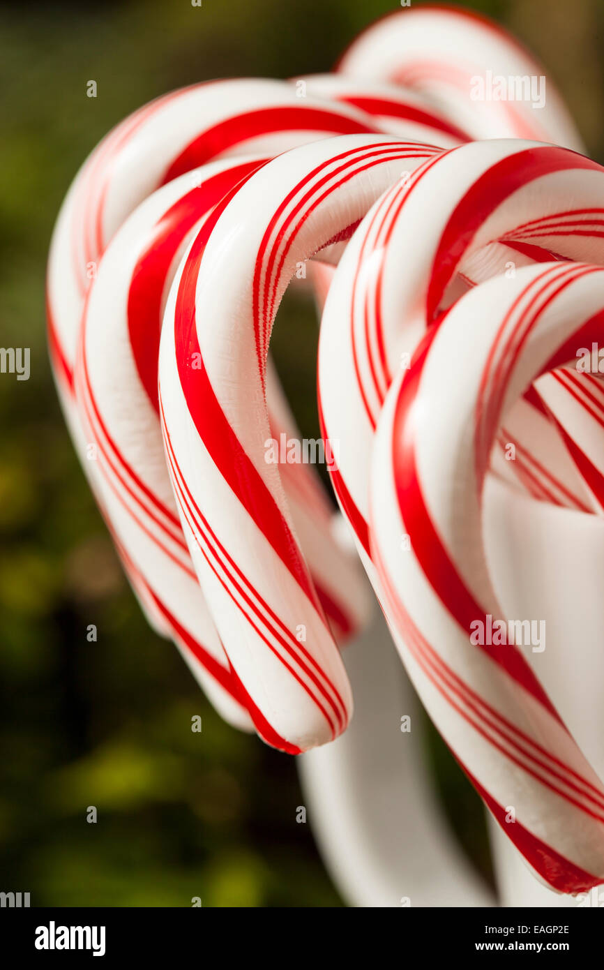 Festive Red and White Peppermint Candy Canes Stock Photo - Alamy