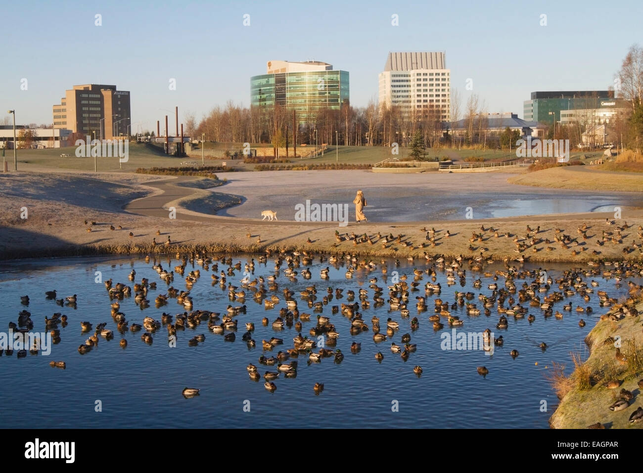 A Lady And Her Dog Walk In Cuddy Park In Midtown Anchorage In Autumn ...