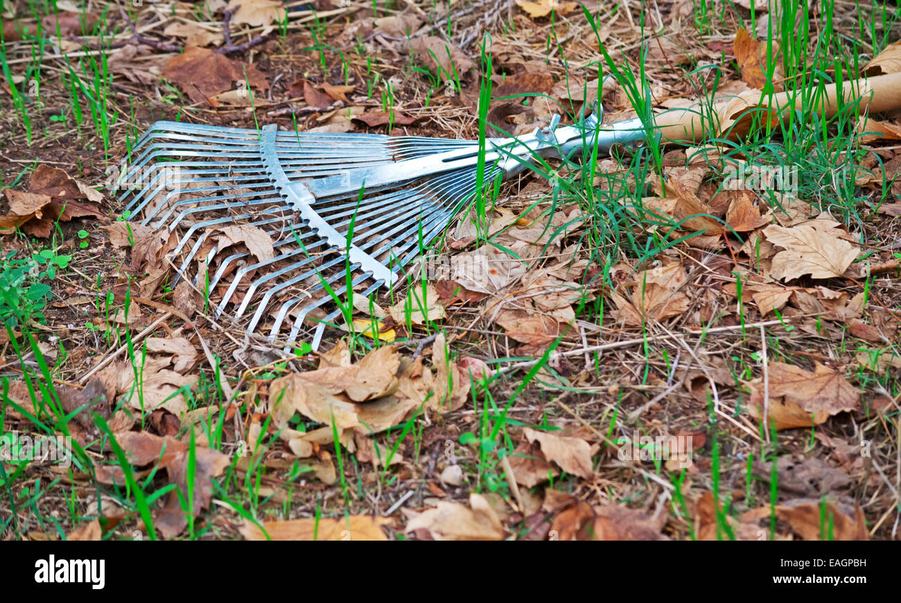 metal rake and yellow leaves on the ground Stock Photo - Alamy