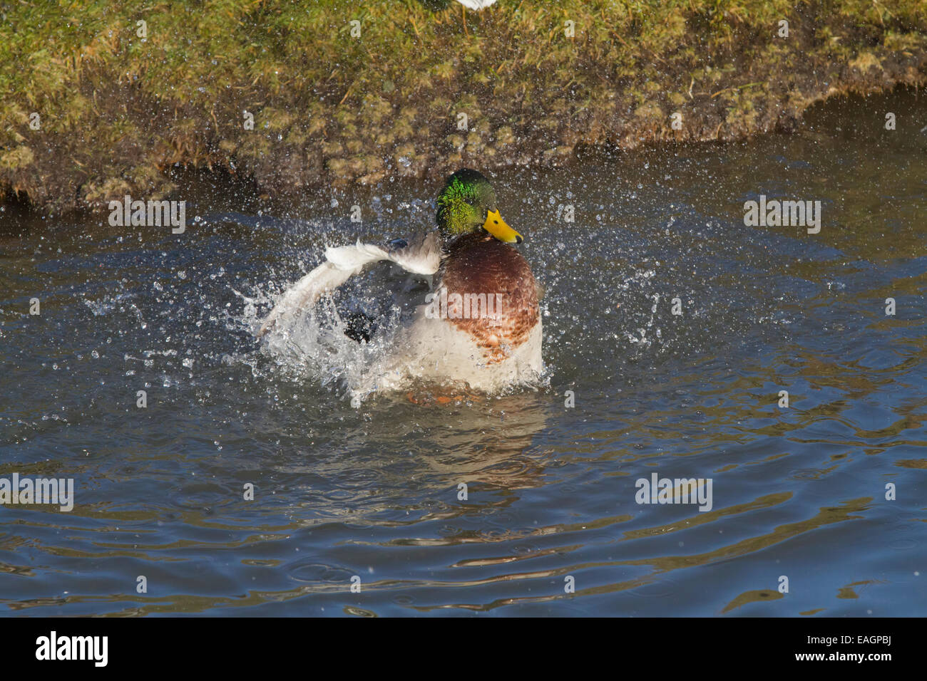 A Mallard Drake Ducks Flaps Its Wings While Cleaning Its Feathers In ...