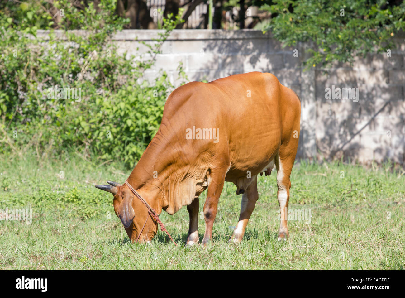 Ox eating grass hi-res stock photography and images - Alamy