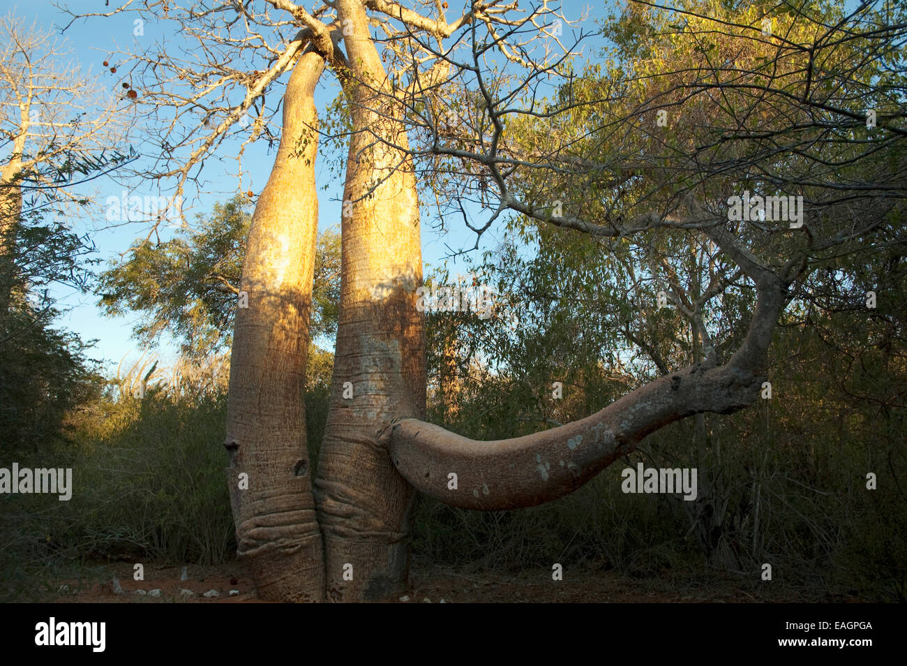 Baobab At Reniala Reserve, Mangily, Toliara Province, Madagascar Stock ...