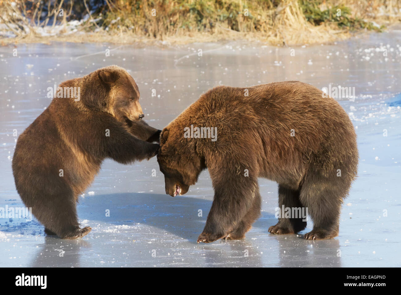 Lindstrand hi-res stock photography and images - Alamy