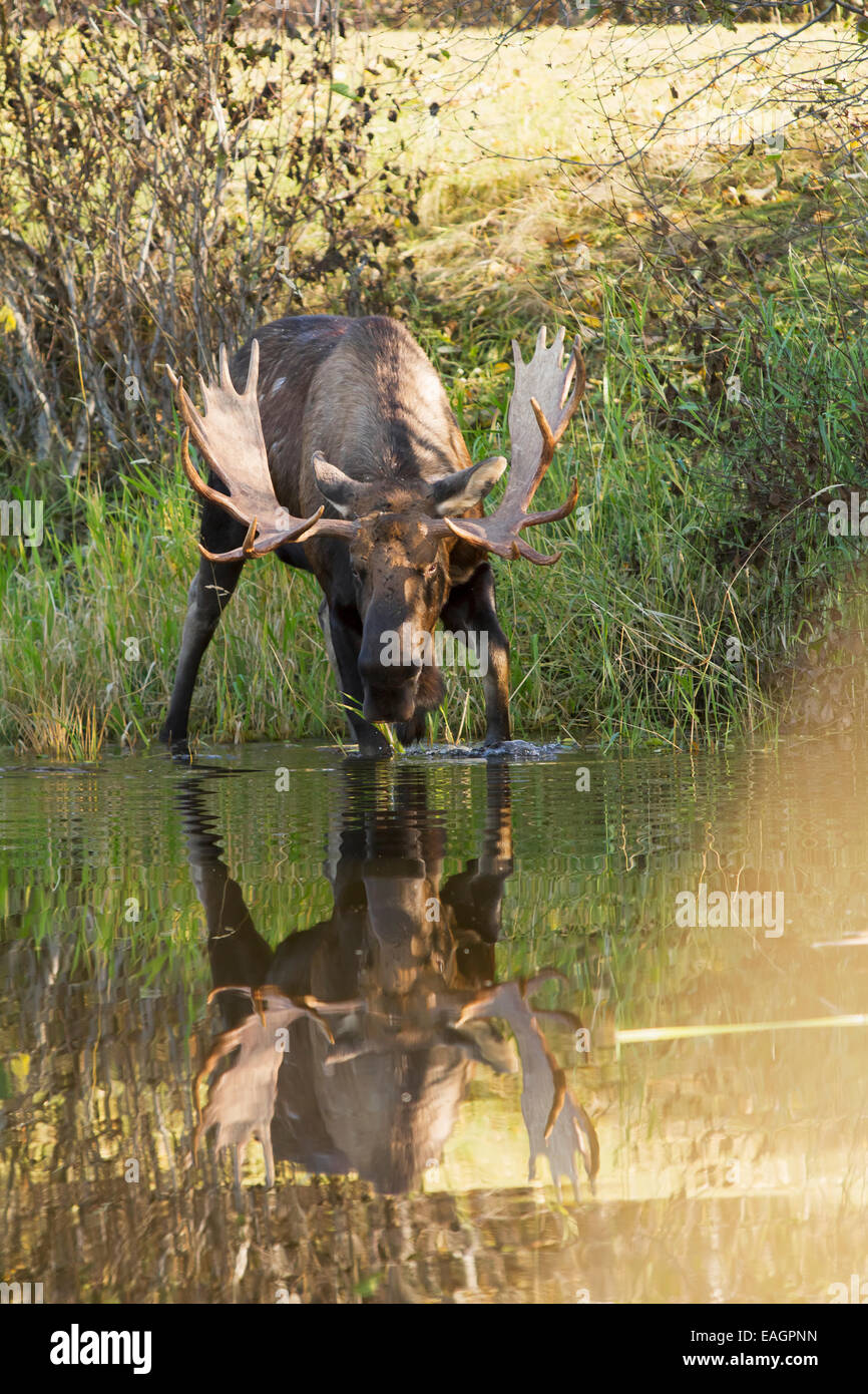 Large Bull Moose Drinks At Water Hole With His Reflection In Near Point ...