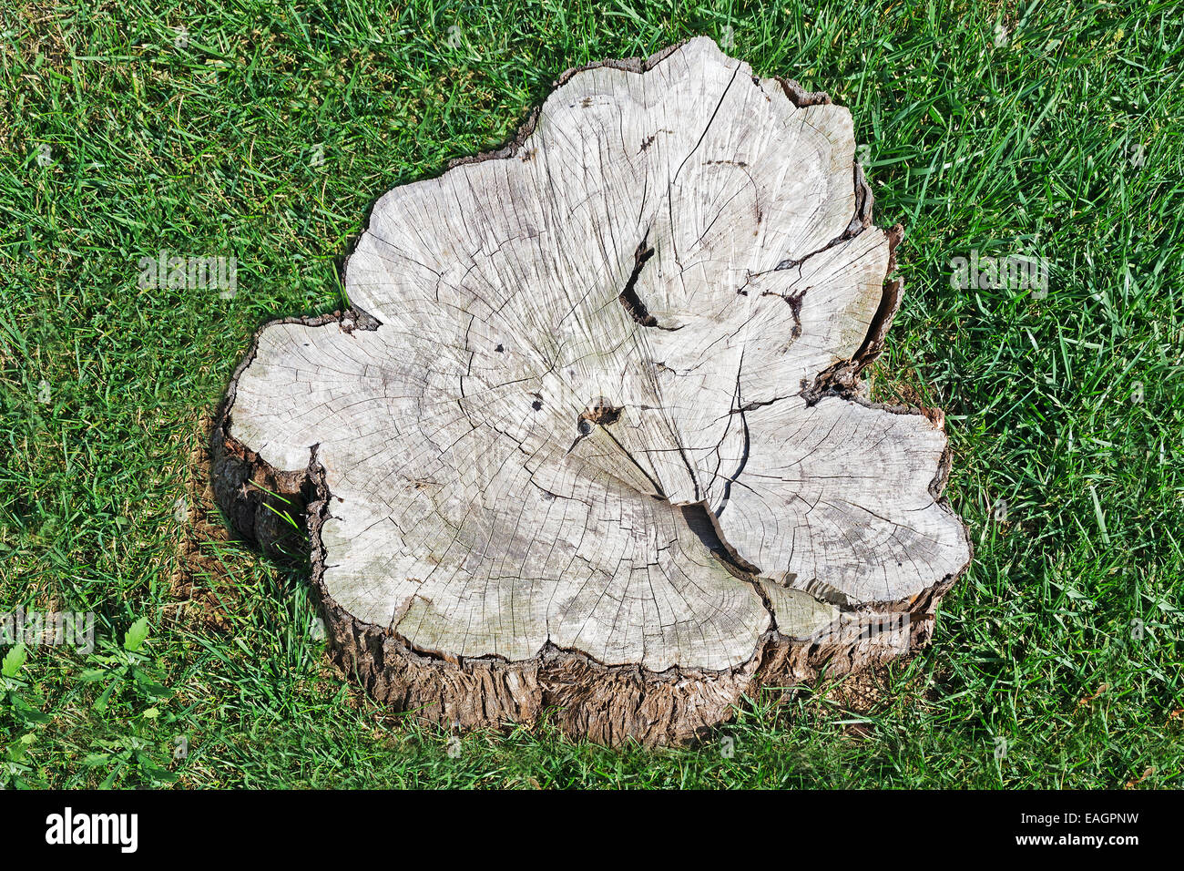 stump in a field seen from above Stock Photo - Alamy