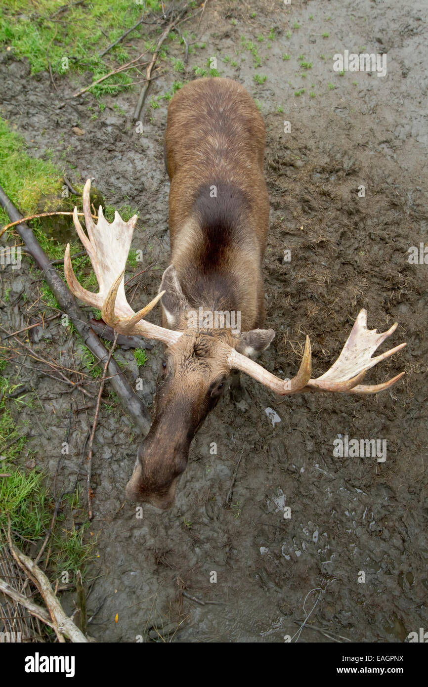 Overhead View Of Captive Bull Moose At The Alaska Wildlife Conservation ...