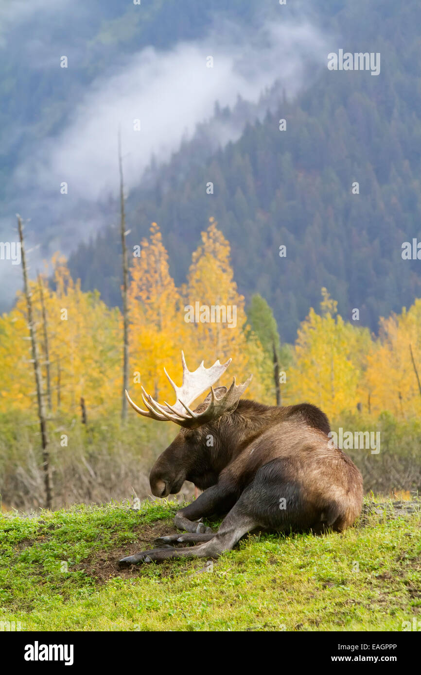 Captive Moose Lays On A Grassy Hillside At The Alaska Wildlife ...