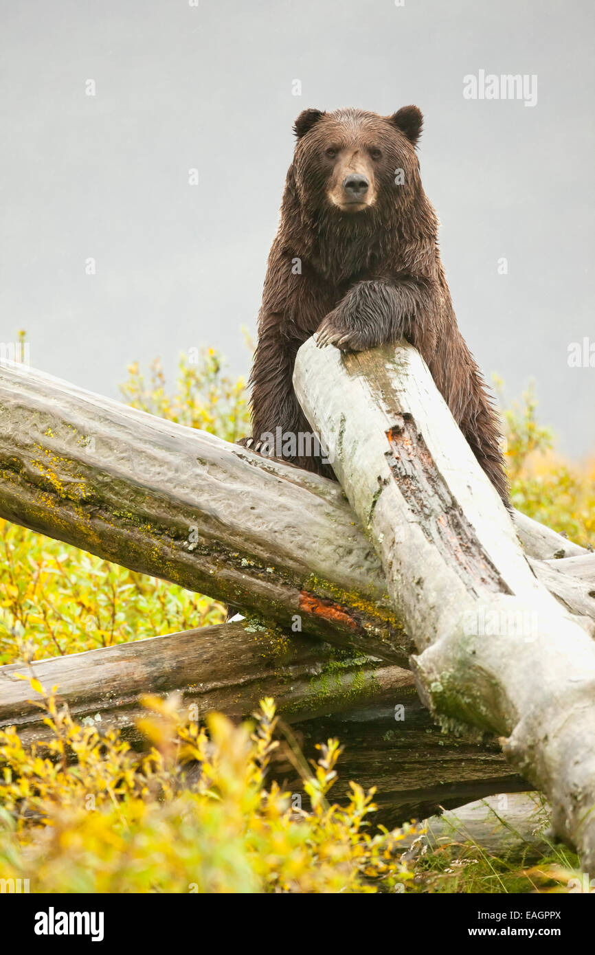 Lindstrand hi-res stock photography and images - Alamy