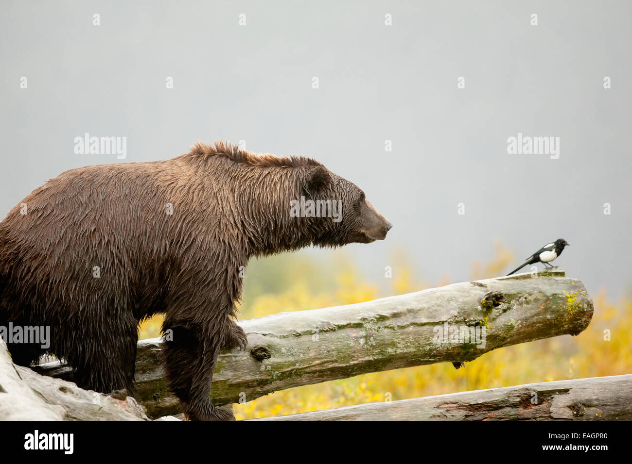 Doug lindstrand hi-res stock photography and images - Alamy