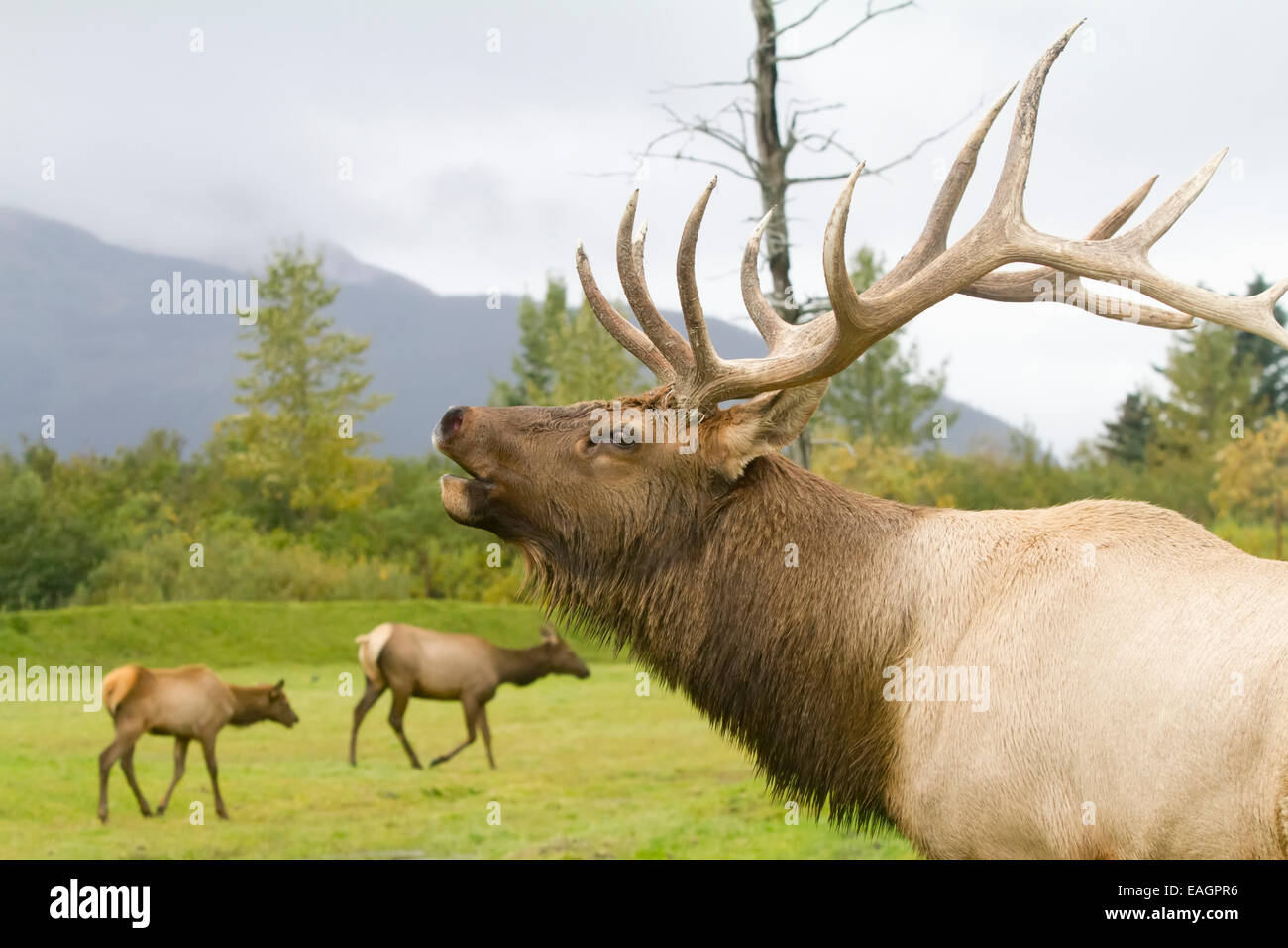 Doug lindstrand hi-res stock photography and images - Alamy