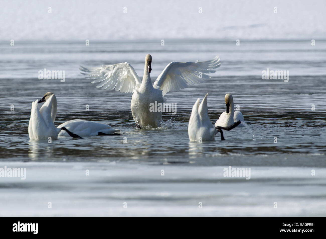 Trumpeter Swans Resting And Feeding At Marsh Lake, Spring Migration ...