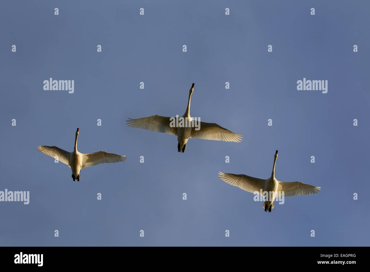 Trumpeter Swans In Flight At Marsh Lake, Spring Migration, Yukon ...