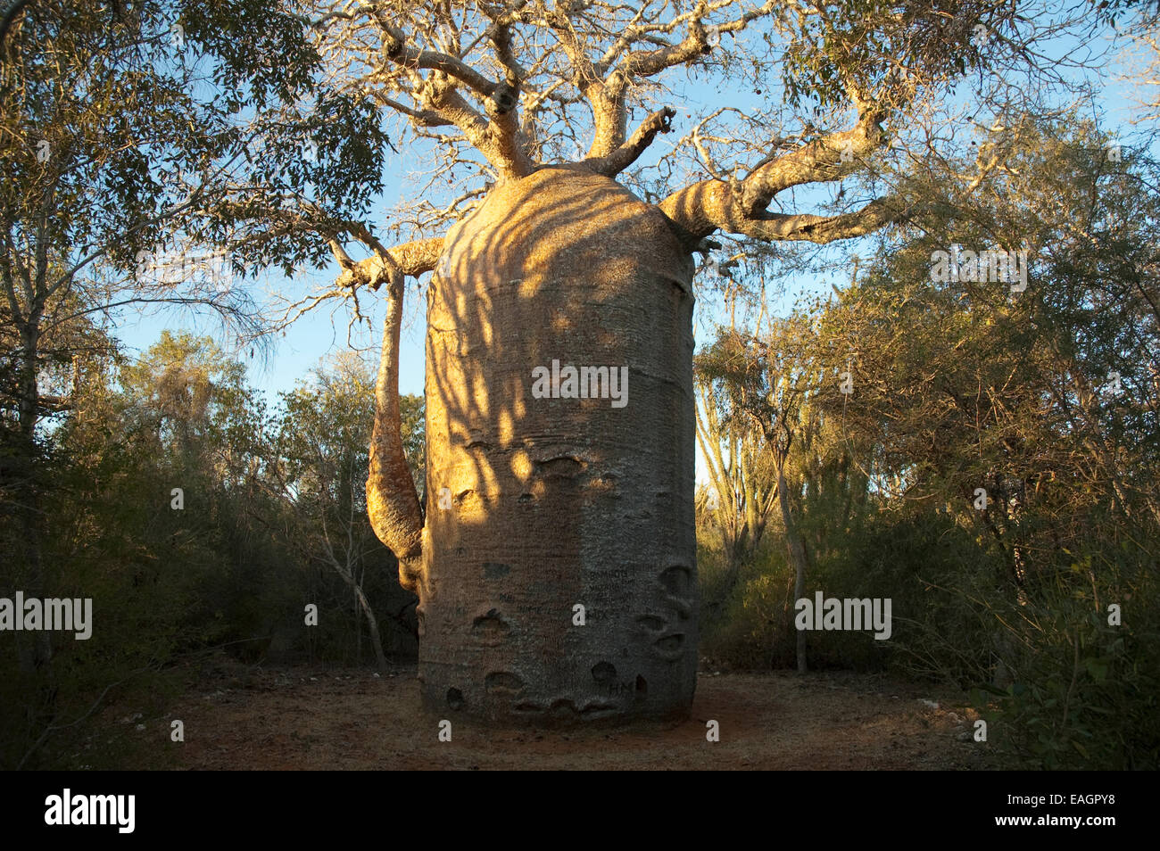 The 13 Metre-Wide Baobab (Adansonia Fony), Nicknamed The Coffee Pot At ...