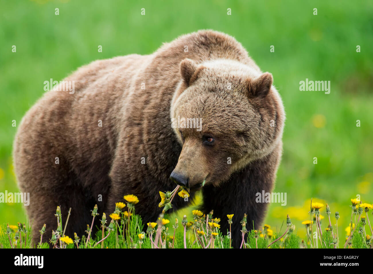 John hyde alaska hi-res stock photography and images - Alamy