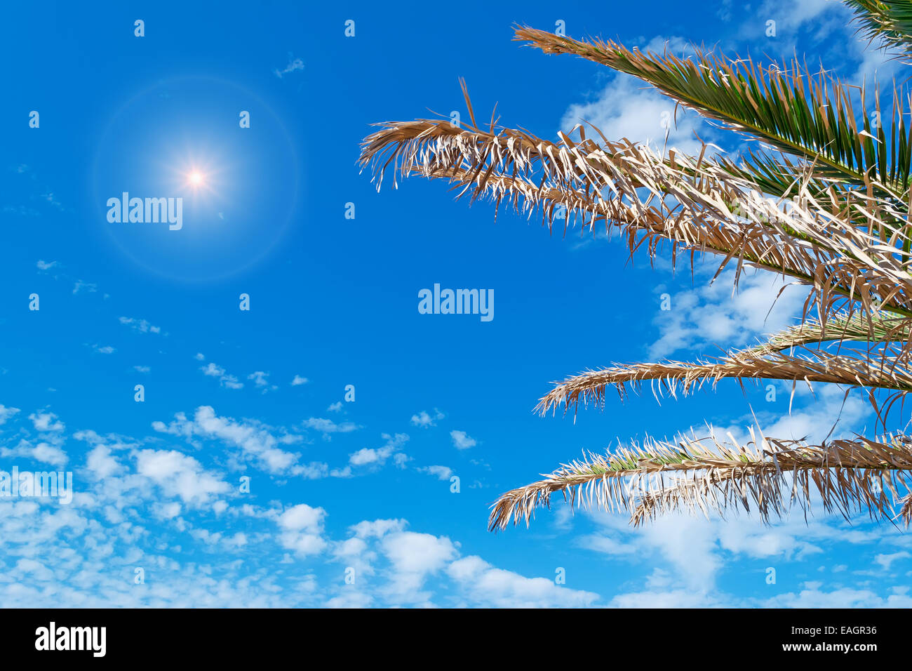 Plam branches hi-res stock photography and images - Alamy