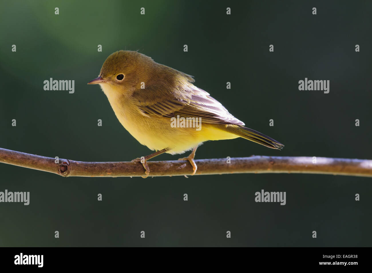 Female Wilson's Warbler (Wilsonia Pusilla) Perched On Mountain Ash ...