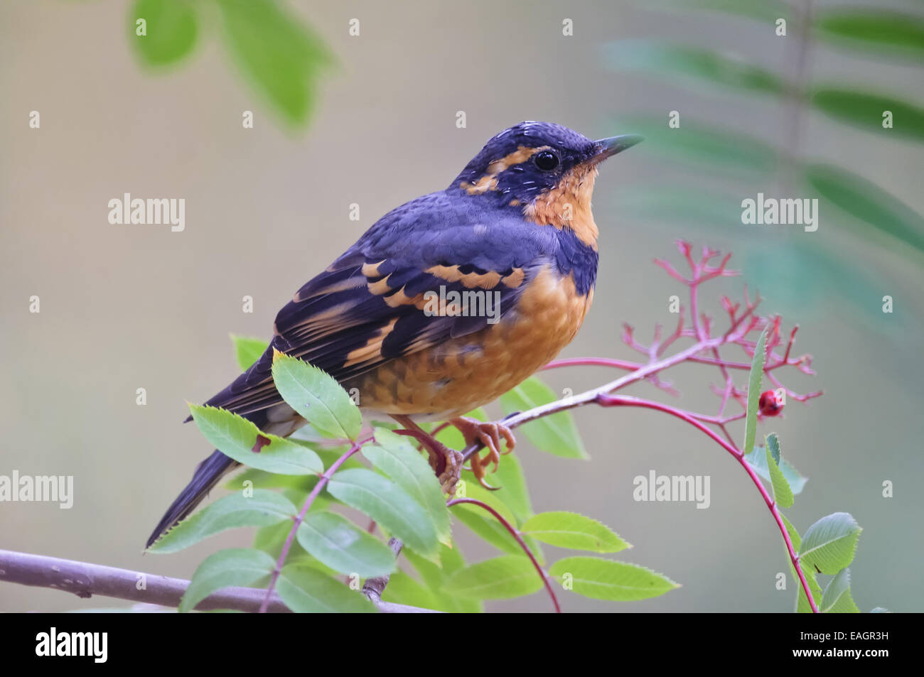 Male Varied Thrush (Ixoreus Naevius) Perched On Mountain Ash Branch ...
