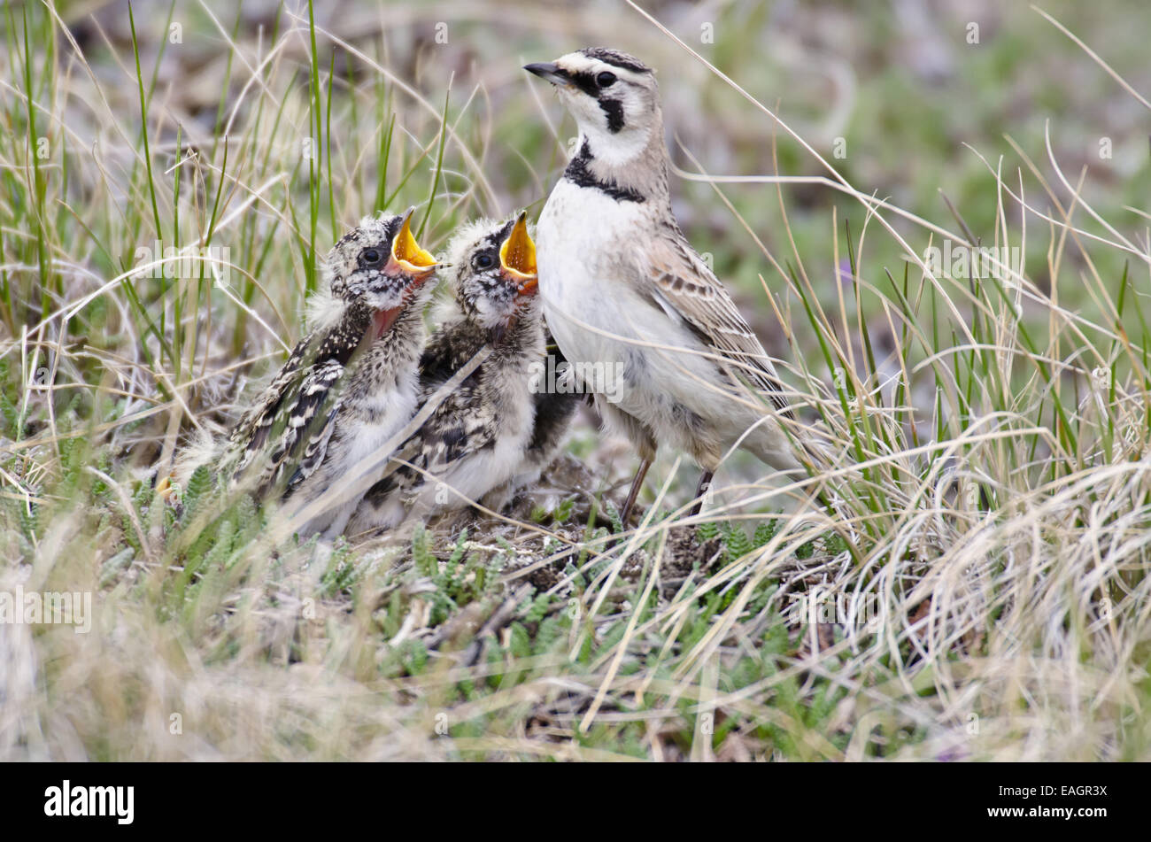 Horned lark nest hi-res stock photography and images - Alamy