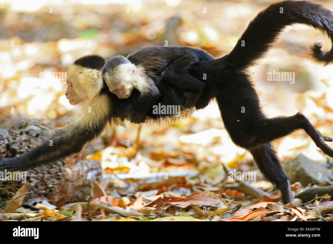 Female white-faced capuchin monkey (cebus capucinus) running and ...