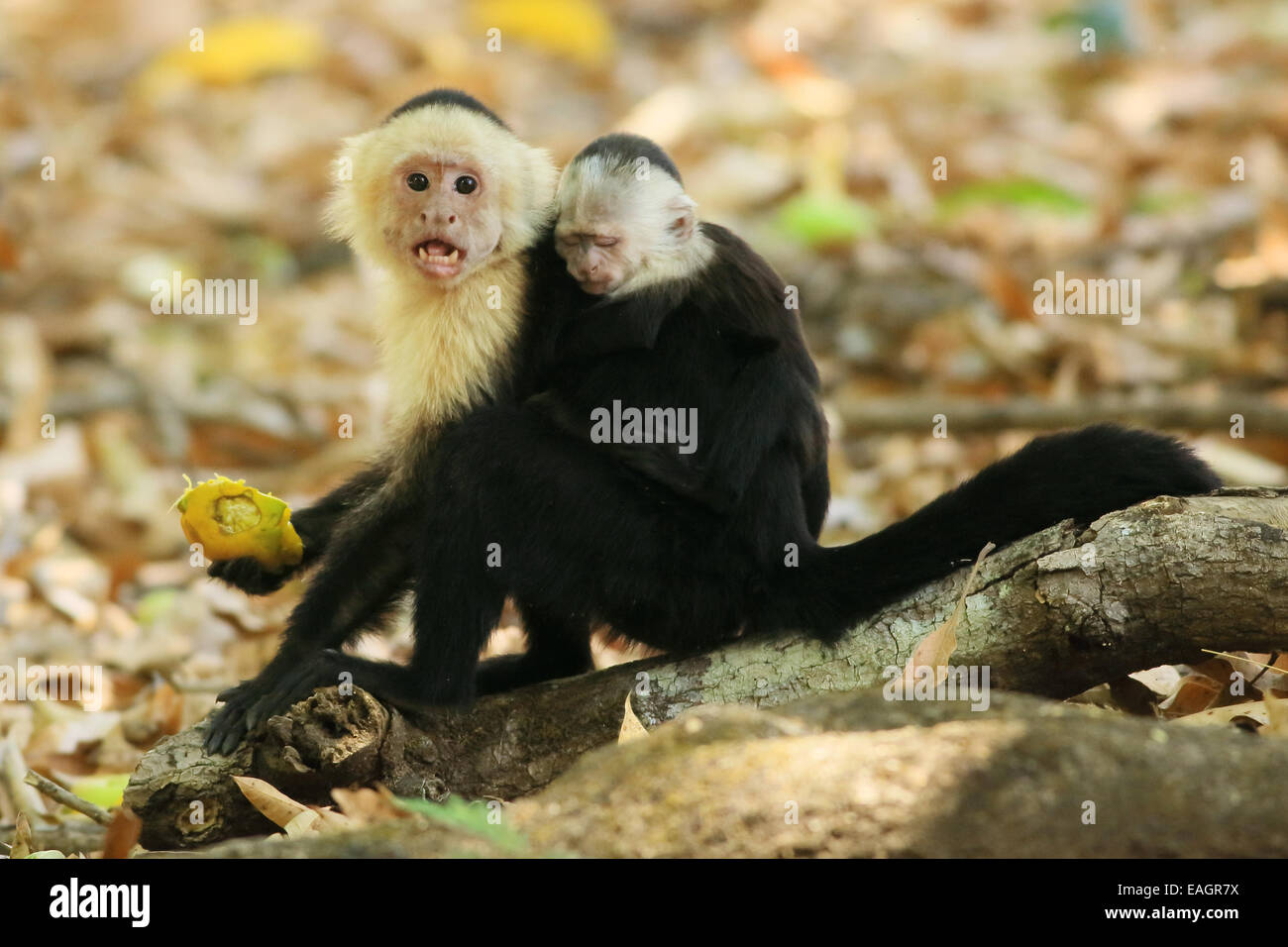 Female white-faced capuchin monkey (cebus capucinus) feeding on fruit ...