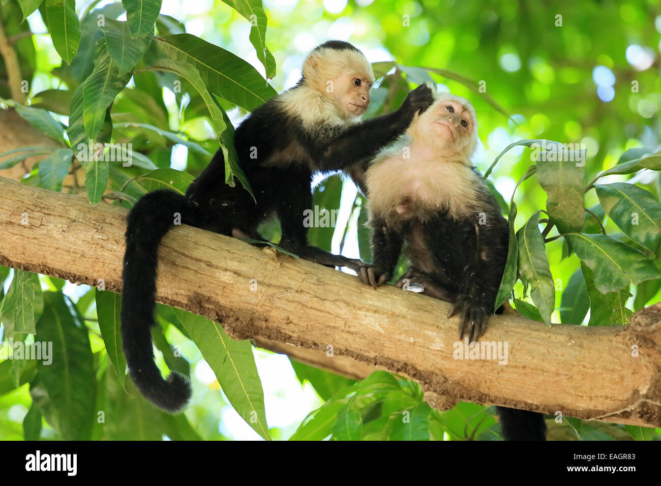 White-faced capuchin monkeys (cebus capucinus) grooming. Palo Verde ...