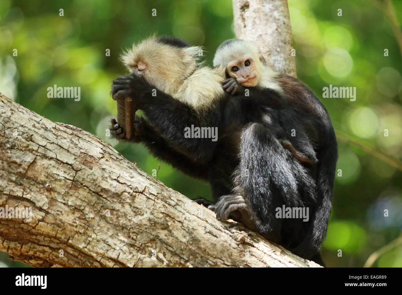 Female white-faced capuchin monkey (cebus capucinus) with baby, feeding ...