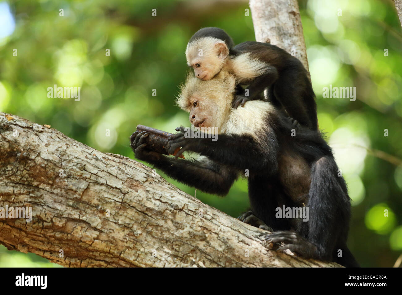 Female white-faced capuchin monkey (cebus capucinus) with baby, feeding ...