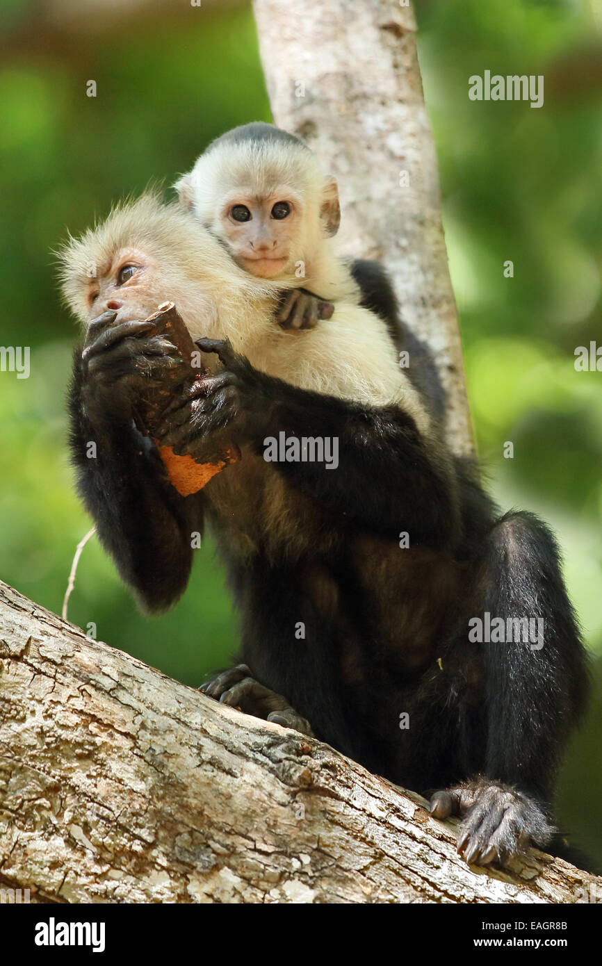 Female white-faced capuchin monkey (cebus capucinus) with baby, feeding ...