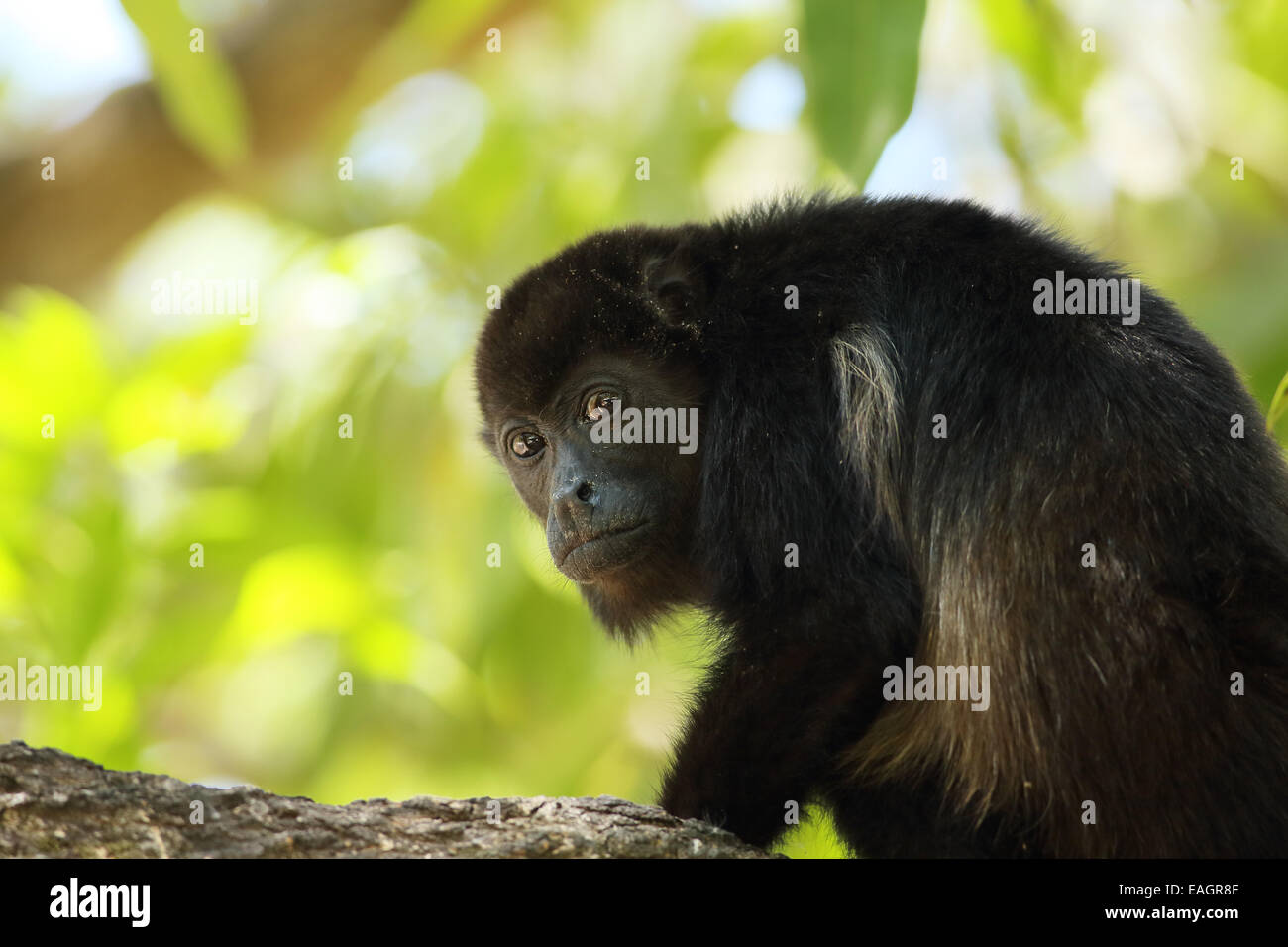 Female mantled howler monkey (Alouatta palliata). Tropical dry forest ...