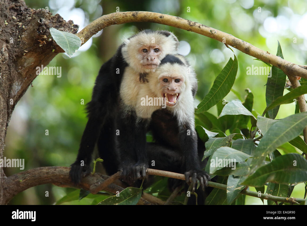 White-faced capuchin monkeys (cebus capucinus). Palo Verde National ...