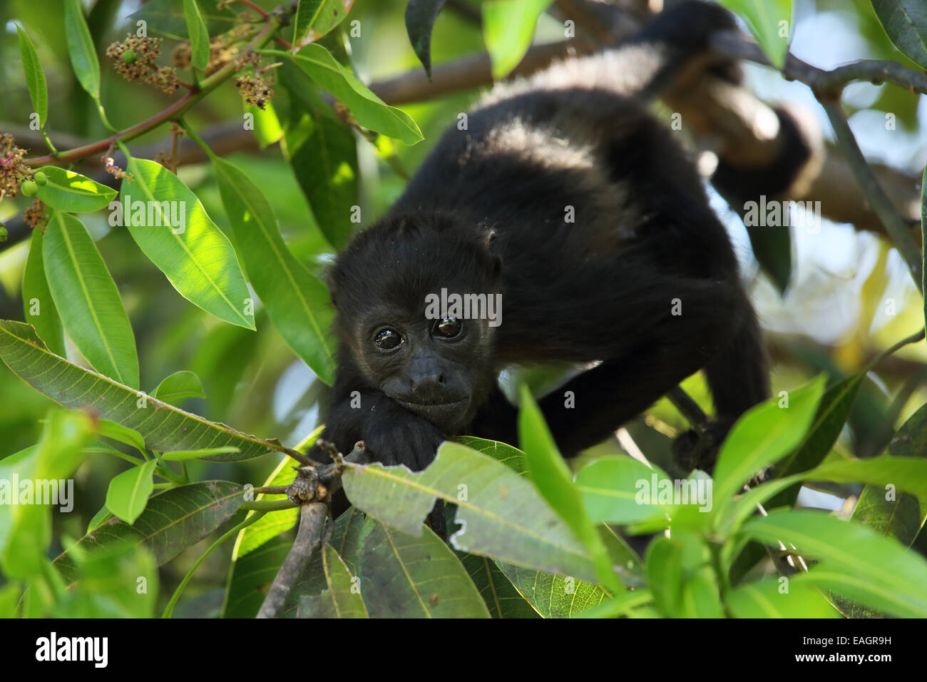 Mantled howler monkey (Alouatta palliata). Tropical dry forest. Palo ...