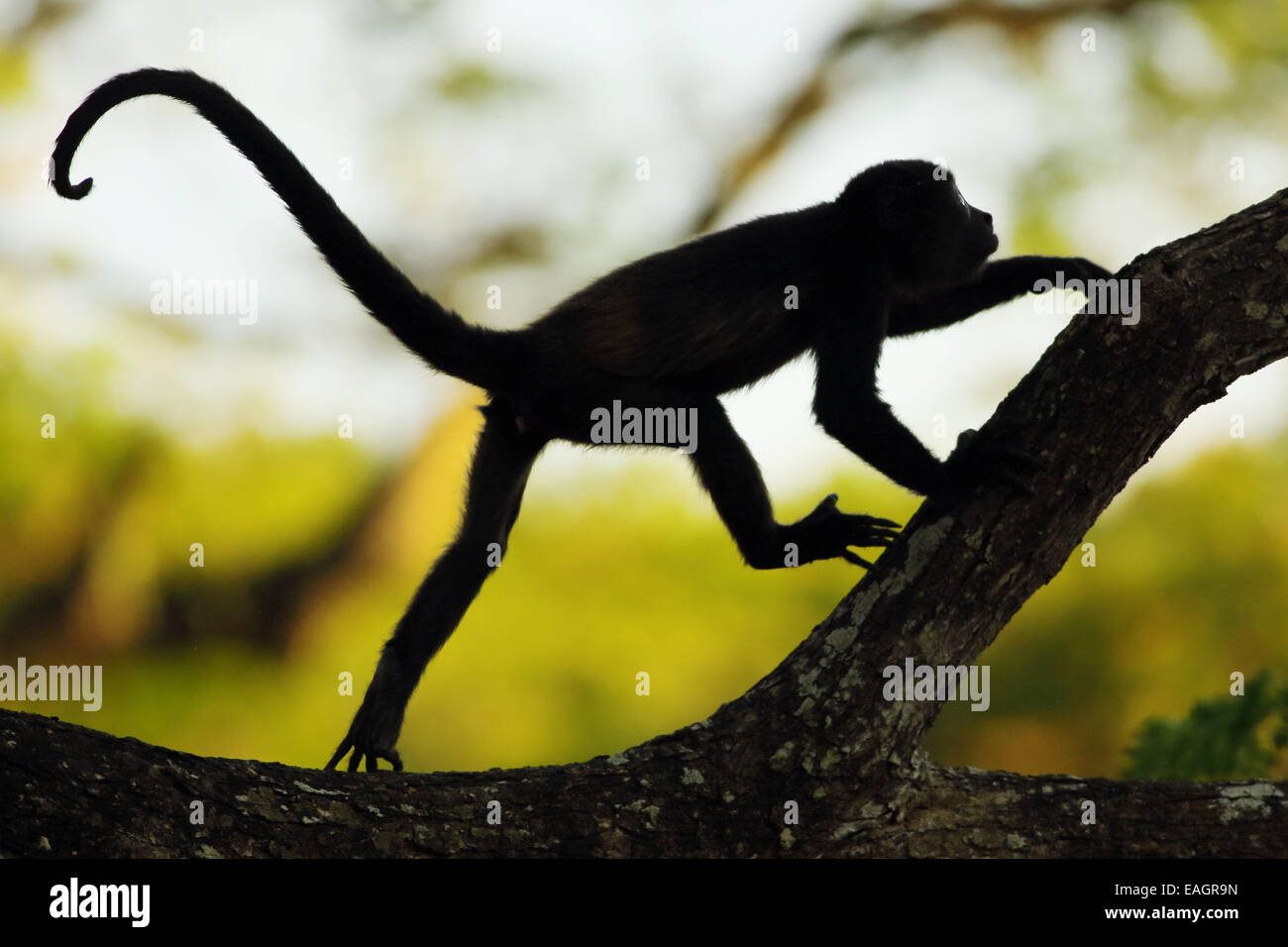 Mantled howler monkey (Alouatta palliata) running. Tropical dry forest ...