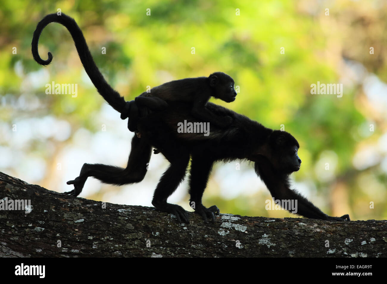 Mantled howler monkeys (Alouatta palliata) - mother and baby. Tropical ...