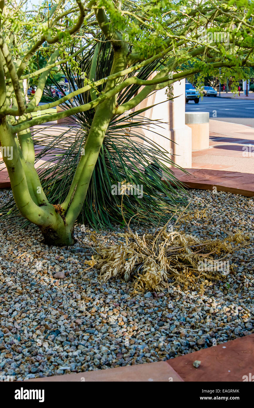 Urban streetscapes and buildings in downtown Phoenix, Arizona Stock ...