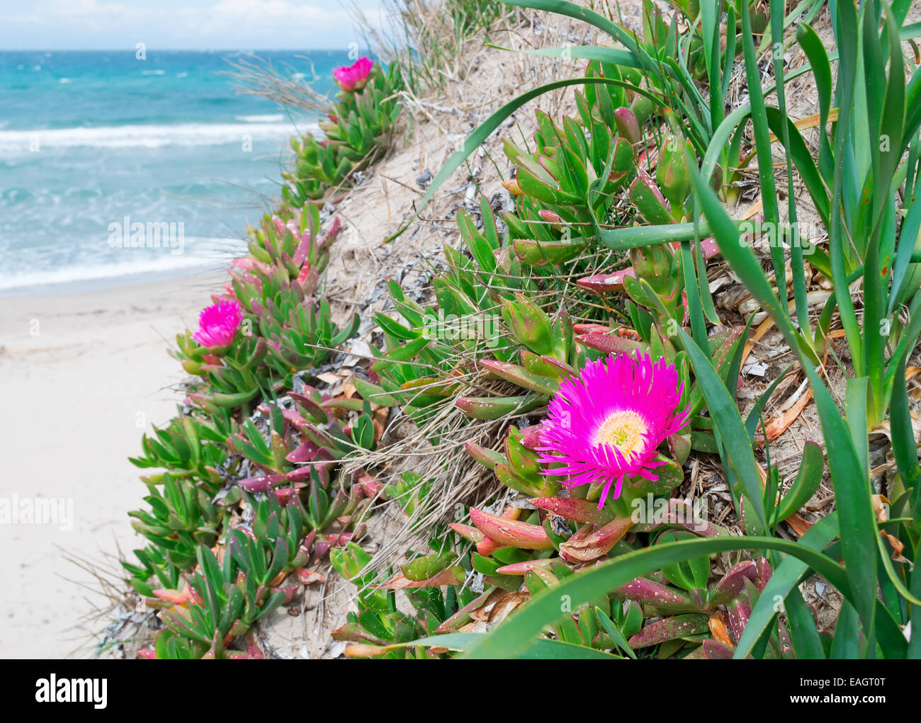 pink flower by Sardinian sea Stock Photo - Alamy