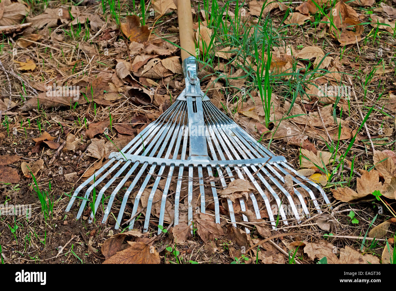 rake and leaves close up Stock Photo - Alamy