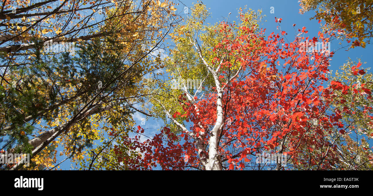 Maple trees in maine hi-res stock photography and images - Alamy
