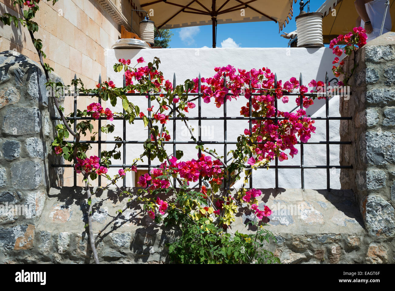 Pink flowers, Lindos, Rhodes, Greece Stock Photo - Alamy