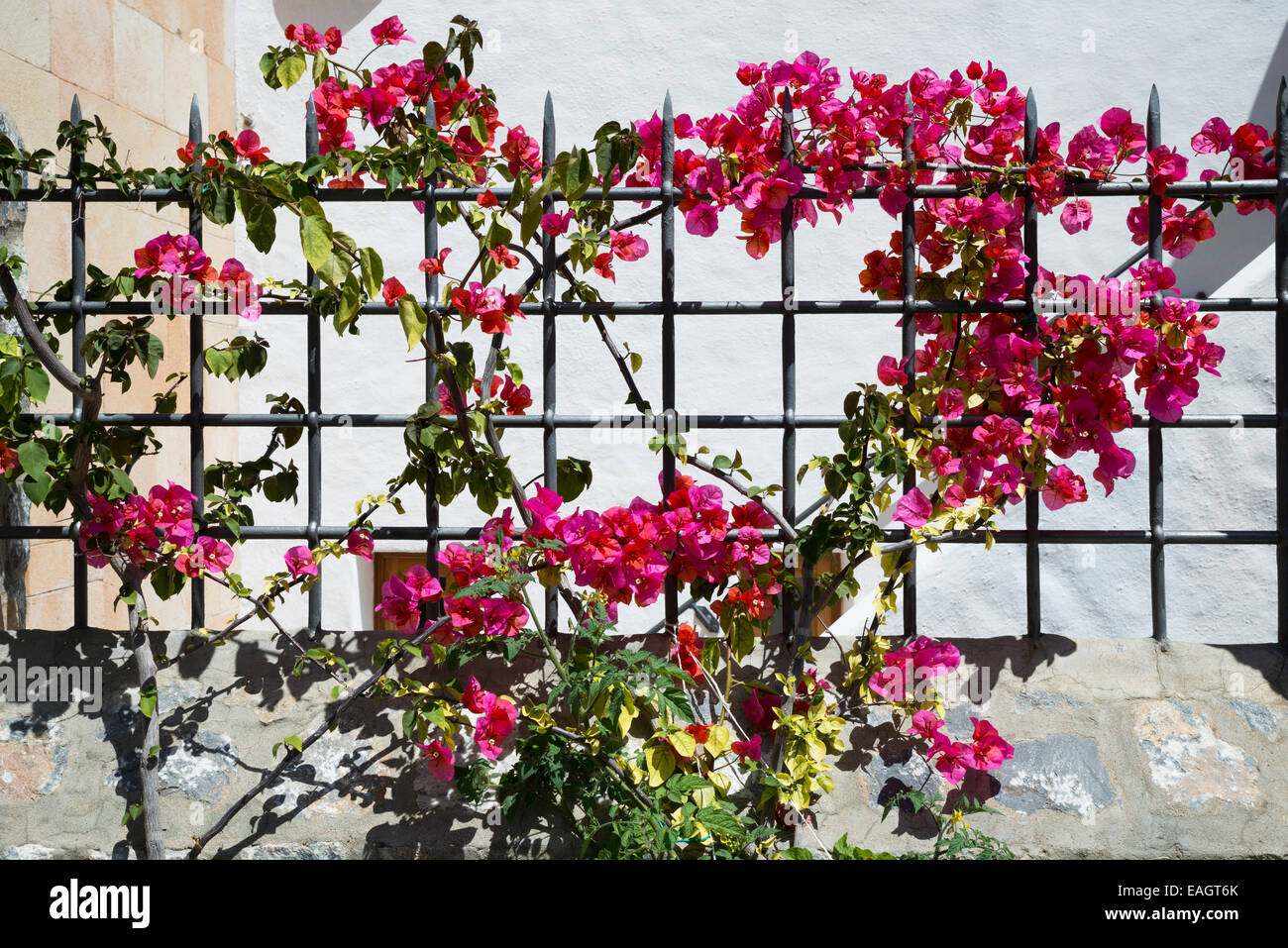 Pink flowers, Lindos, Rhodes, Greece Stock Photo - Alamy