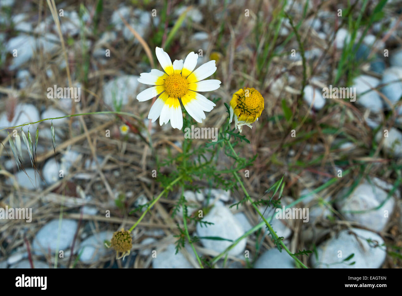 Flower, Kolimbia, Rhodes, Greece Stock Photo - Alamy