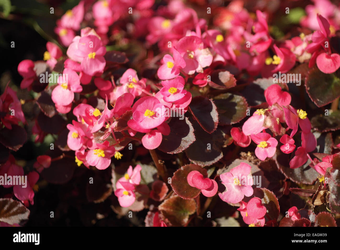 red little flowers Stock Photo - Alamy