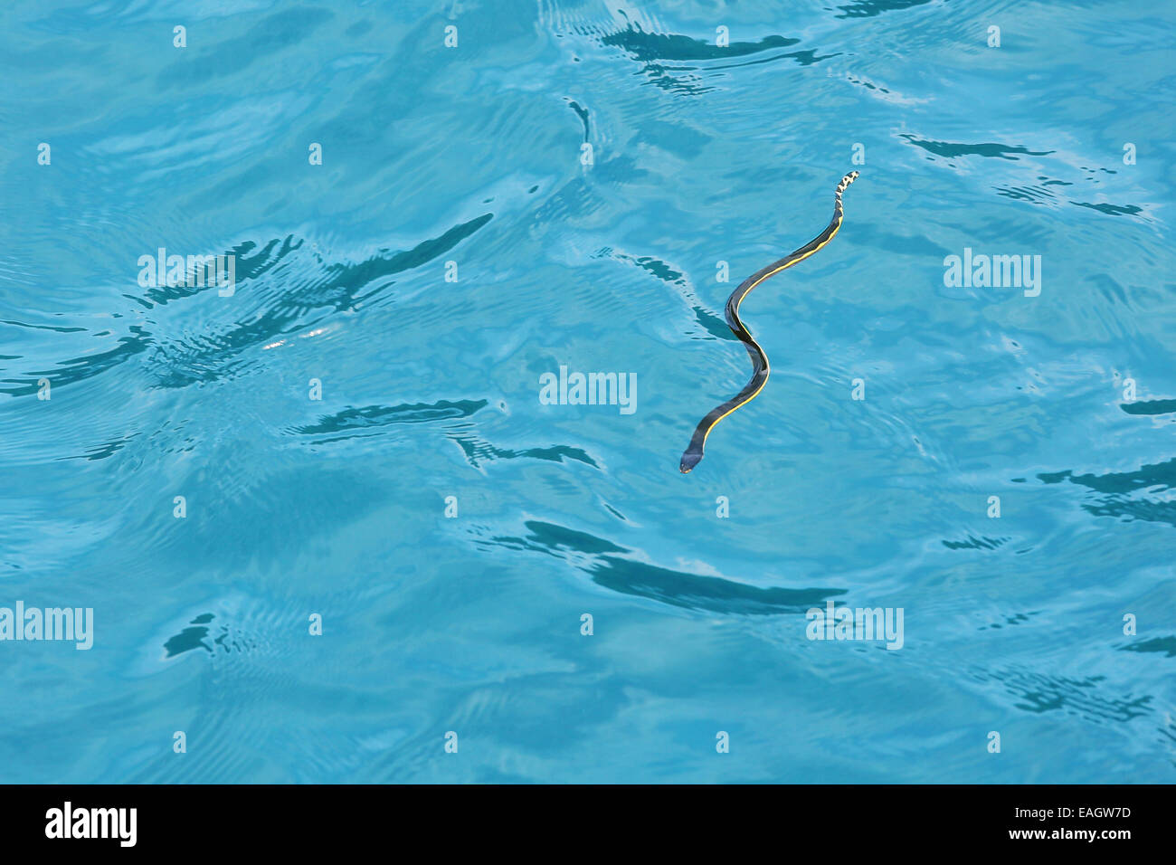 Yellow Bellied Sea Snake In Water