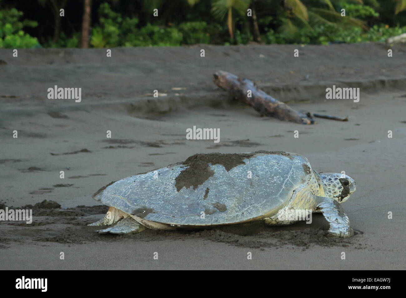 Female green turtle (Chelonia mydas) covering her nest at sunrise in ...