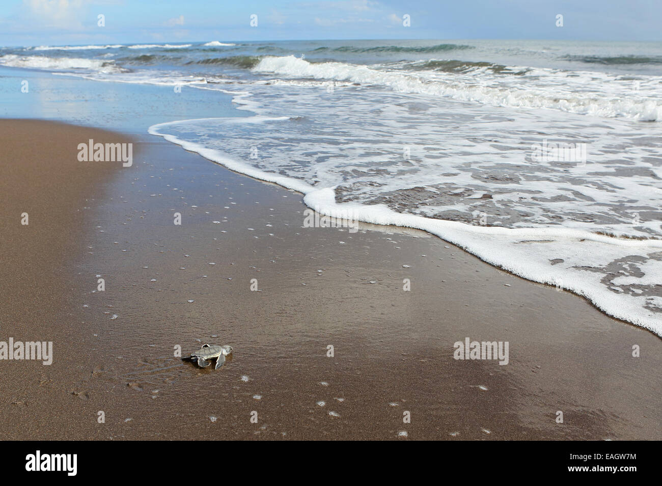 Green turtle hatchlings hi-res stock photography and images - Alamy