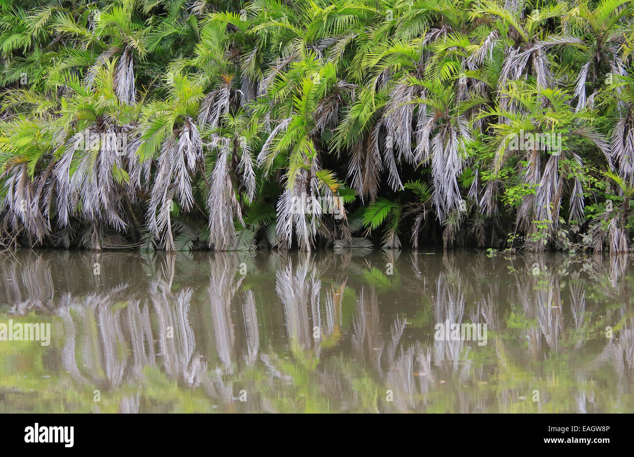 Palm trees on the bank of the River Tempisque, Guanacaste, Costa Rica ...