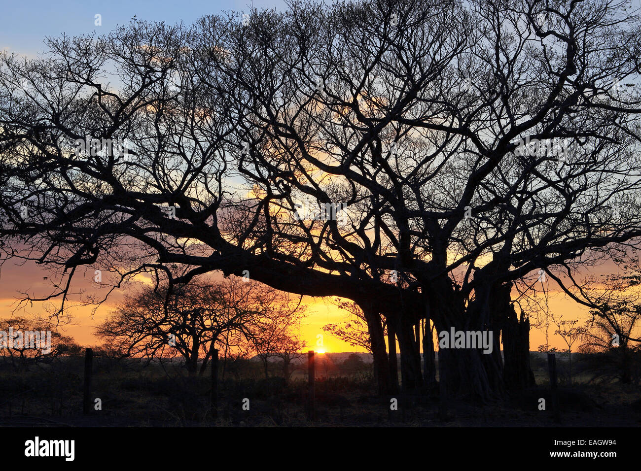 Fig tree at sunset. Guanacaste, Costa Rica Stock Photo - Alamy